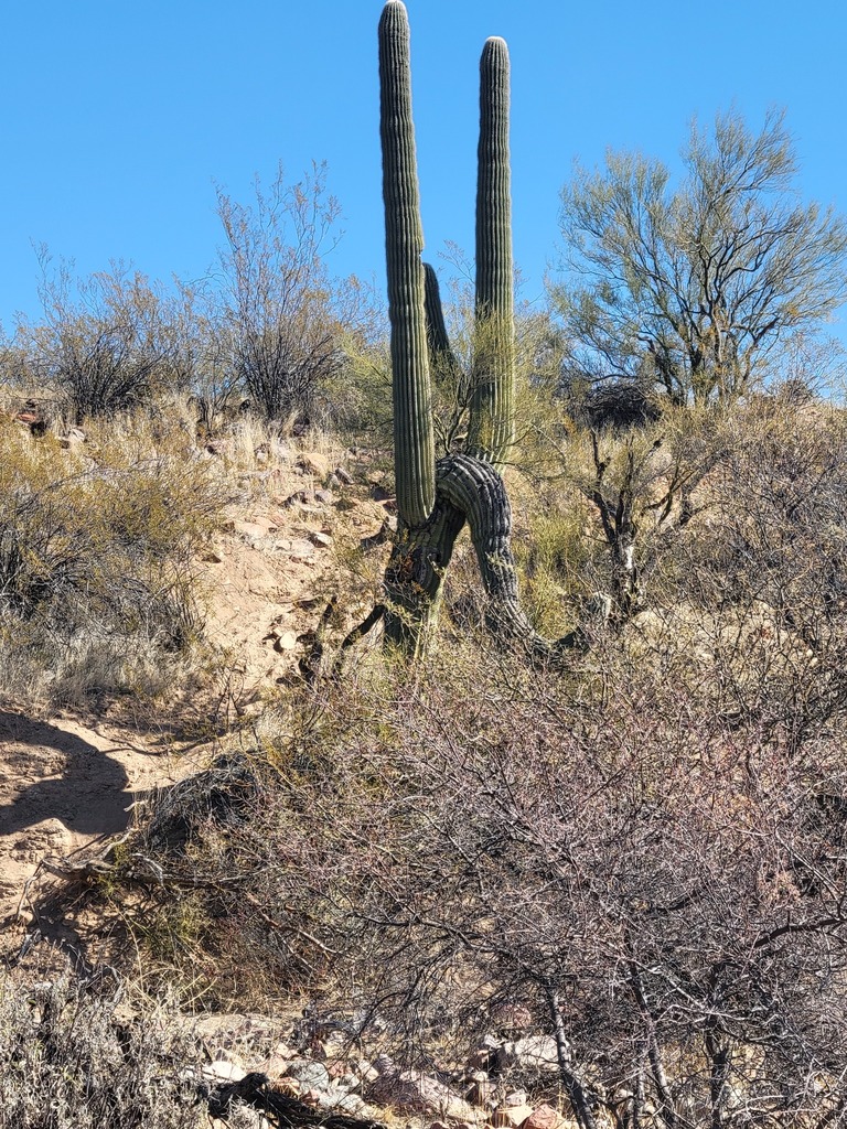 saguaro from Gila County, AZ, USA on January 26, 2025 at 01:17 PM by T ...