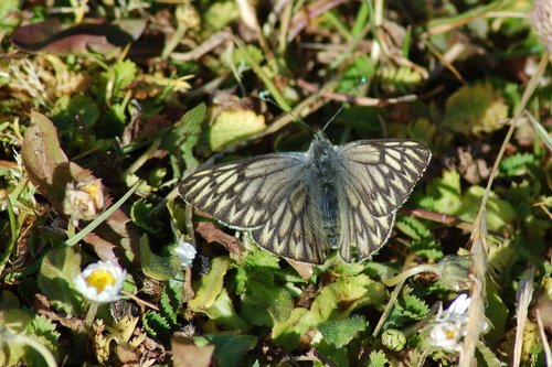 Subspecies Phulia theodice gymnodice · iNaturalist