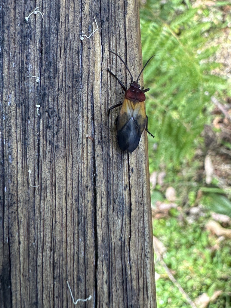 Milk Vine Bug from Palm Tk, Cabbage Tree Creek, VIC, AU on January 25 ...