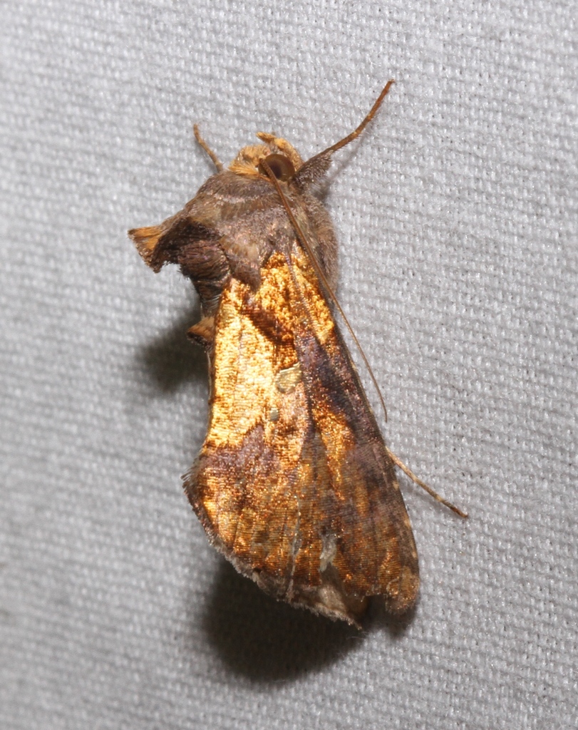 Golden Looper Moth from Lakeland Highlands Scrub, 6998 Lakeland ...