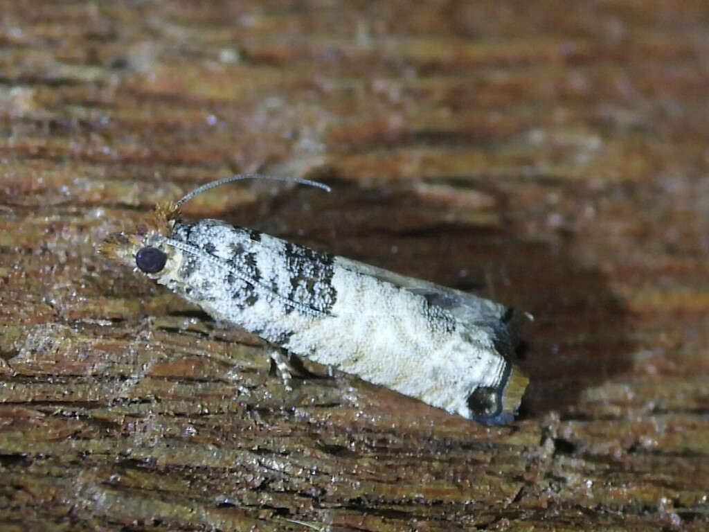 Spilonota constrictana from Coomba Park NSW 2428, Australia on January ...