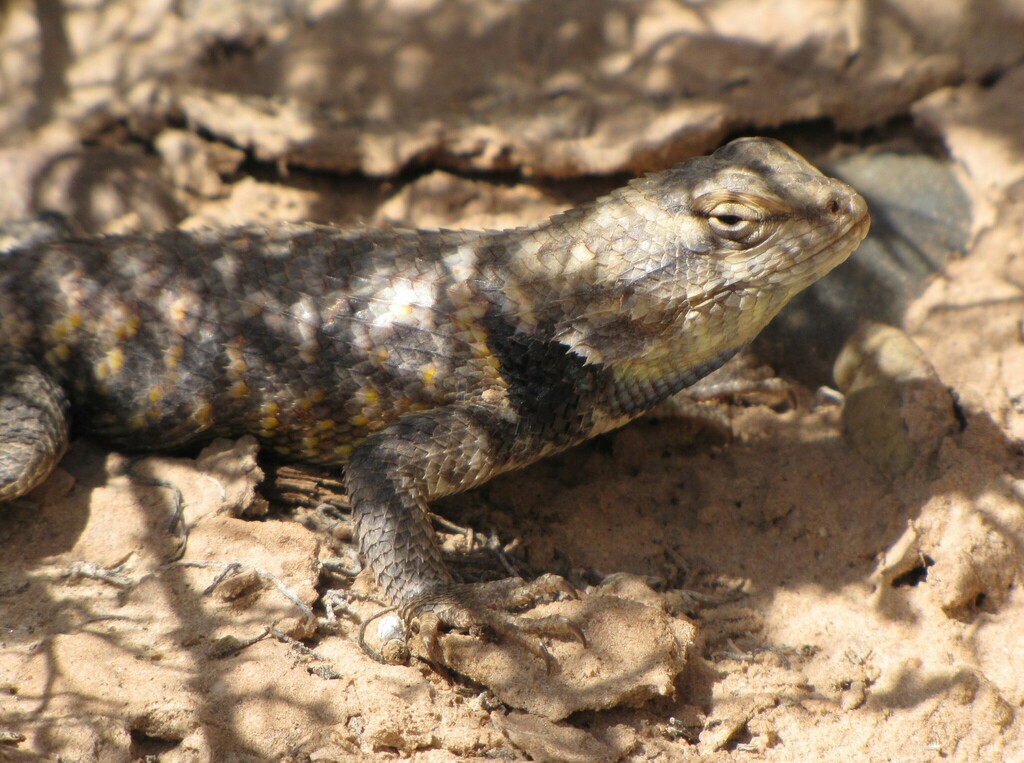 Desert Spiny Lizard from San Juan County, UT, USA on April 22, 2016 at ...