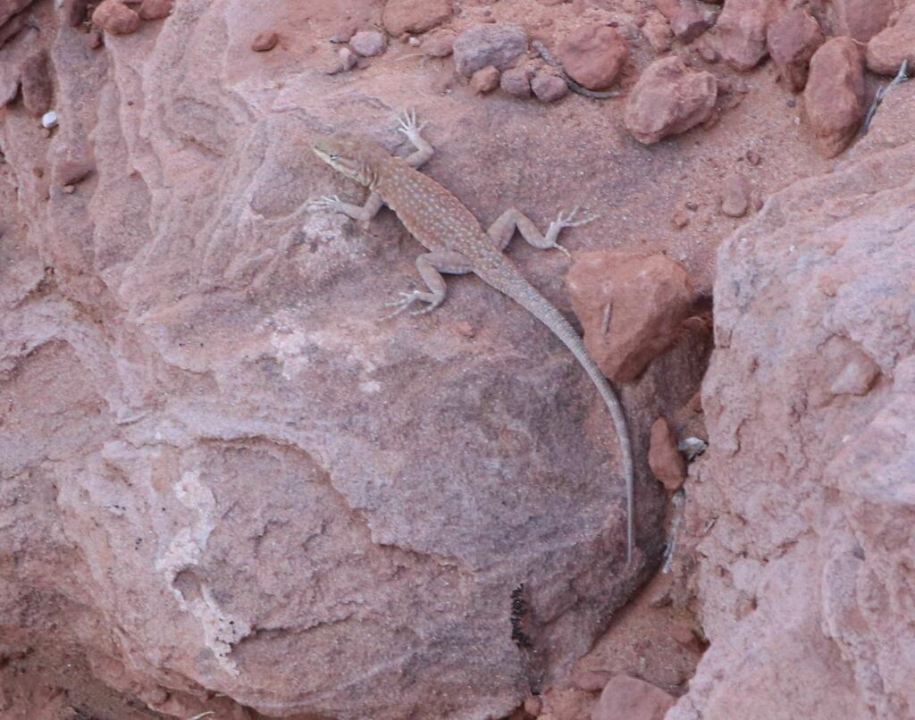 Plateau Side-blotched Lizard from Arches National Park, Utah, USA on ...
