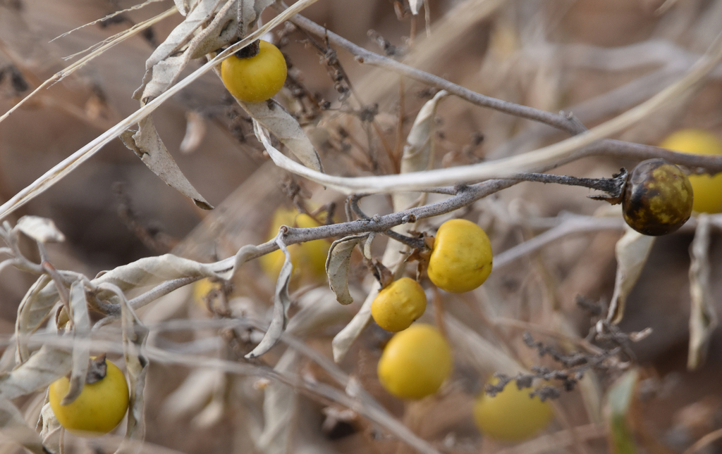 silverleaf nightshade from Santa Rosa Lake State Park, NM-91, Santa ...