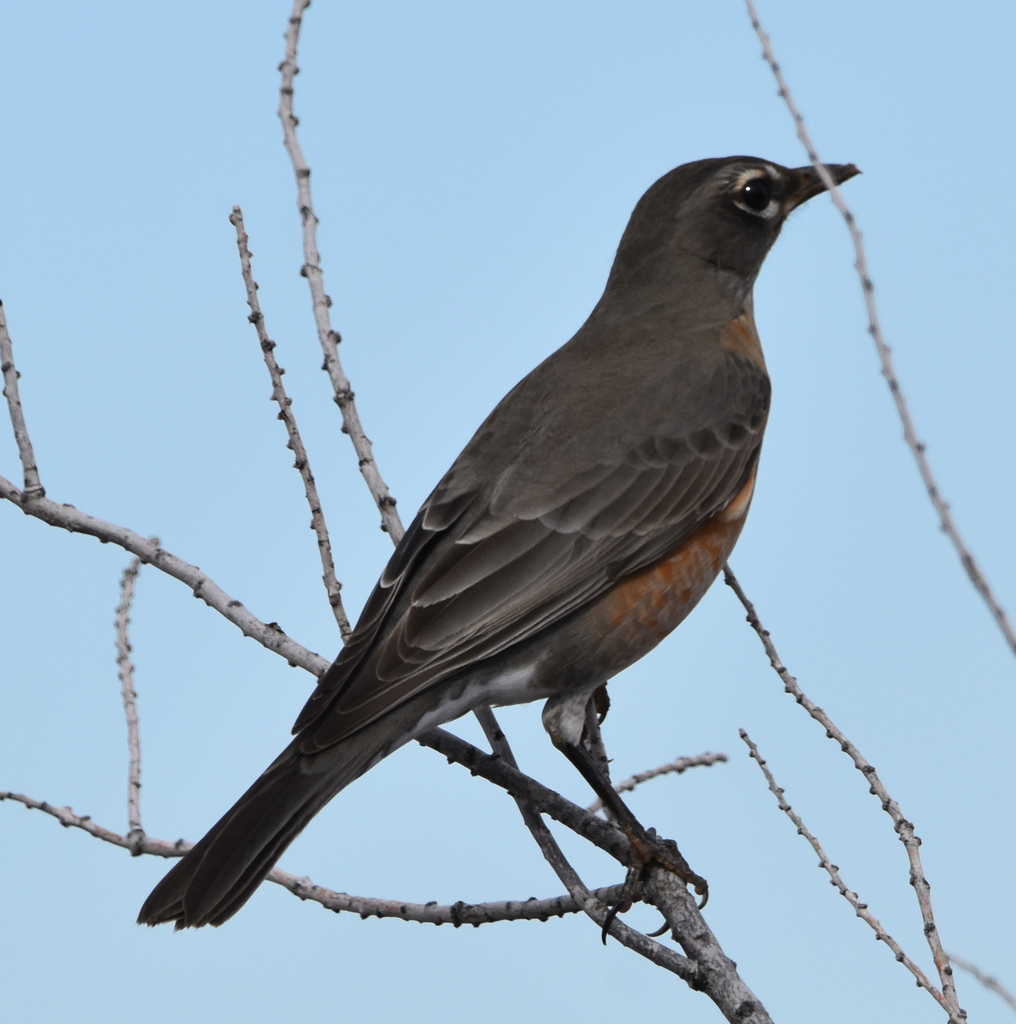 American Robin from Santa Rosa Lake State Park, NM-91, Santa Rosa, NM ...