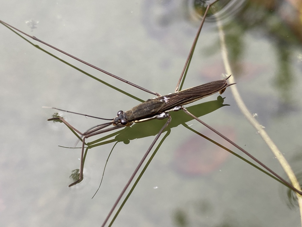 Giant Water Strider from 臺灣島, 和平區, 臺中市, TW on January 27, 2025 at 12:58 ...