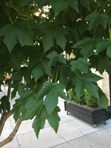 Miyabe's Maple (Acer miyabei) · iNaturalist