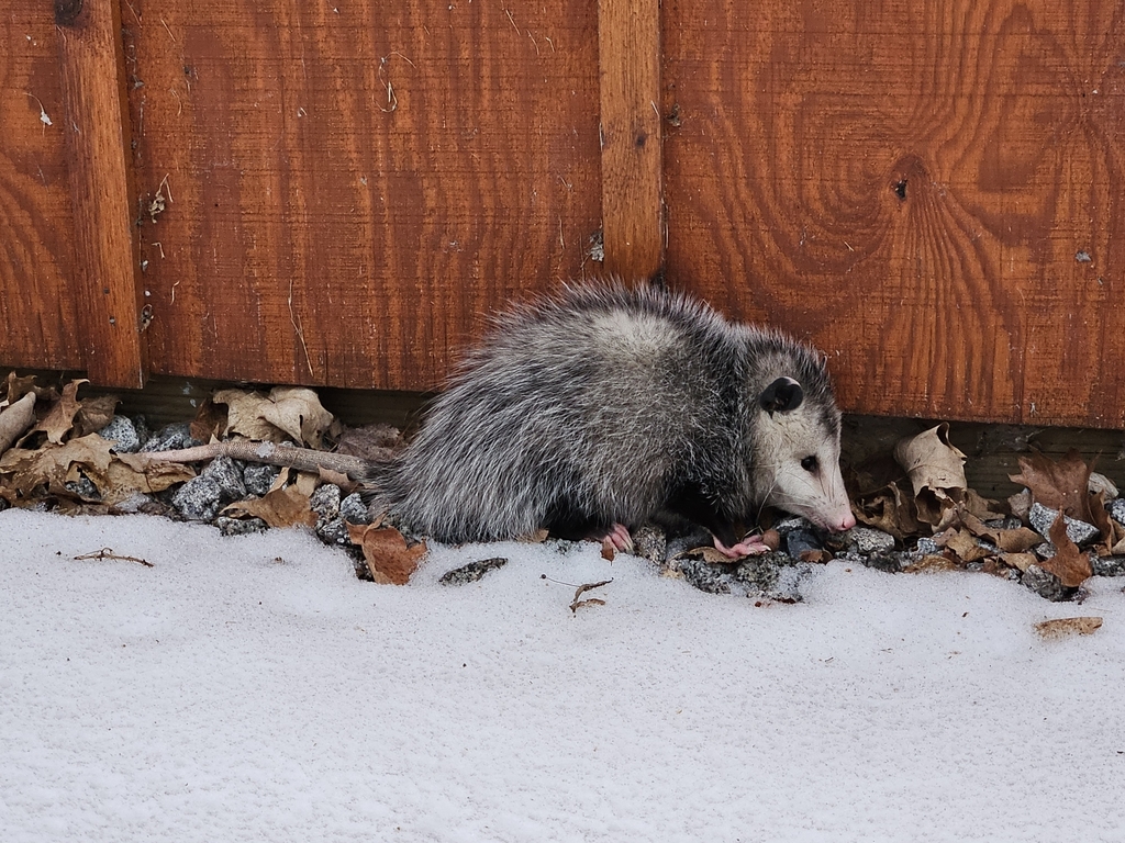 Virginia Opossum from Wabedo Township, MN 56655, USA on January 28 ...