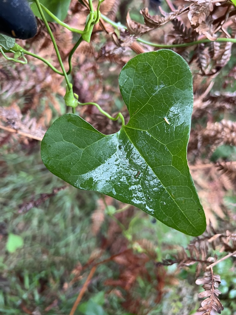 Calico-flower from Cootamundra Rd, Hornsby Heights, NSW, AU on January ...