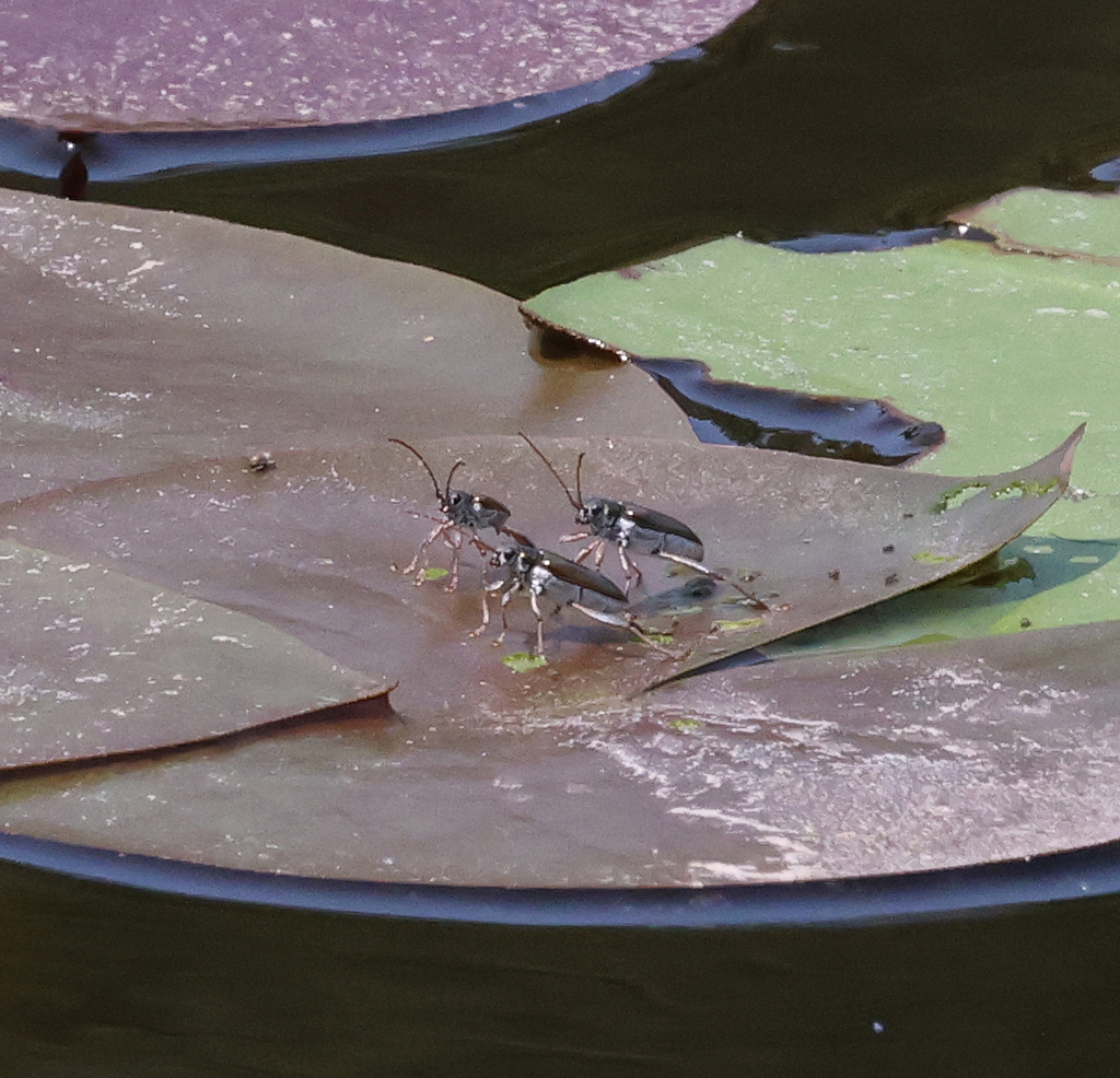 Donacia in September 2024 by Ron Goetz. On lilypads. · iNaturalist