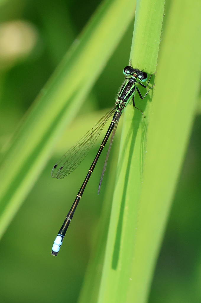 Eastern Forktail in September 2024 by Ron Goetz · iNaturalist