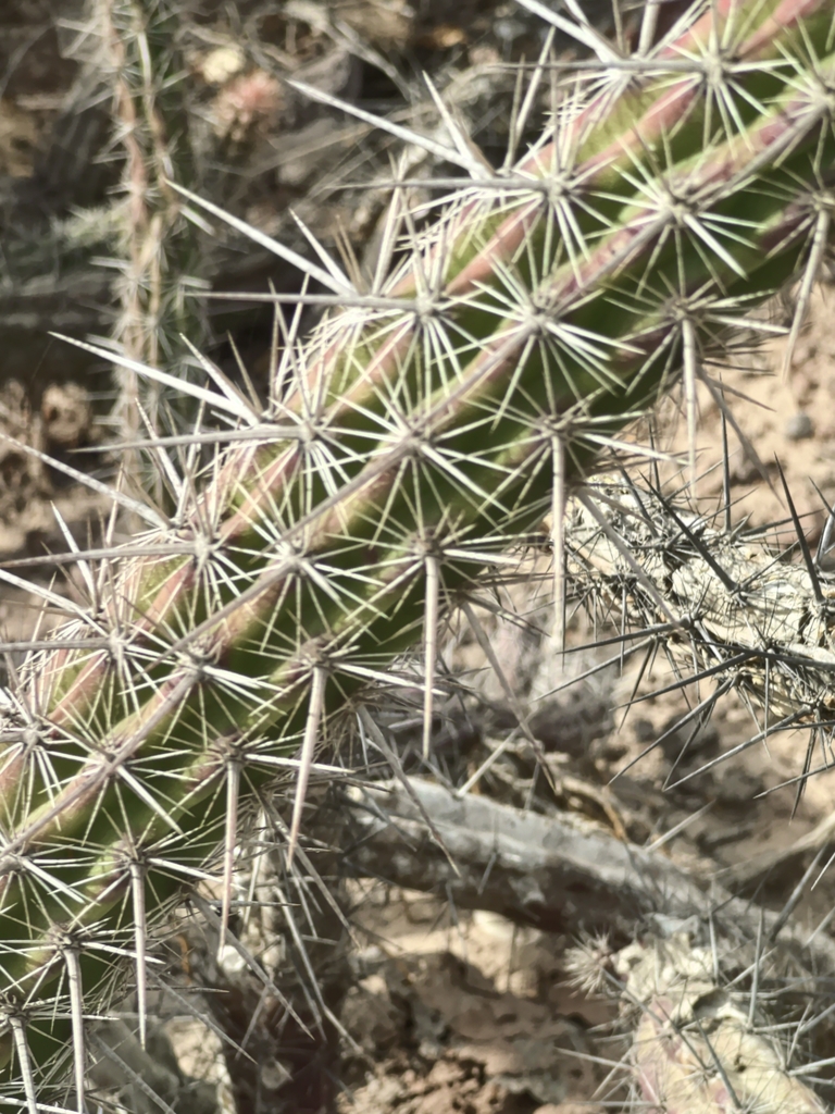 Octopus Cactus in January 2025 by Sinaloa Silvestre · iNaturalist