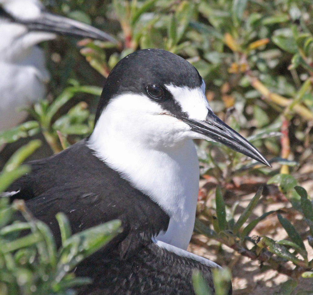 Brown-backed Terns (Onychoprion) - Avian Discovery