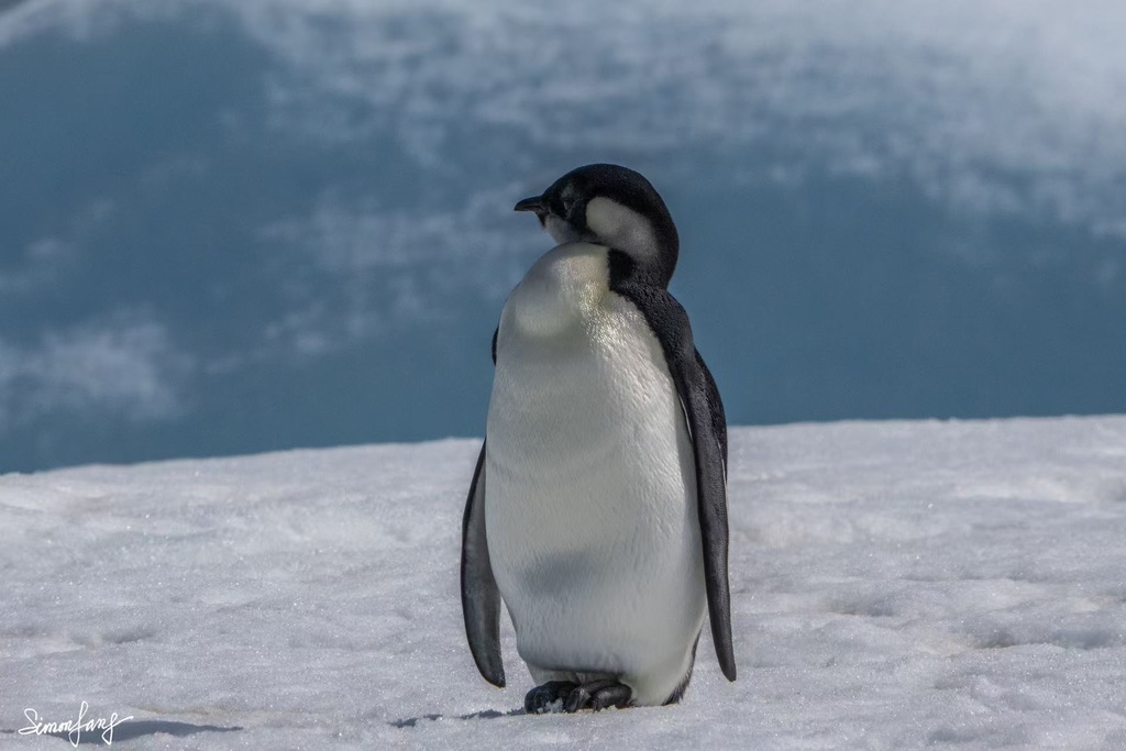 Emperor Penguin in January 2025 by dongdongyao · iNaturalist