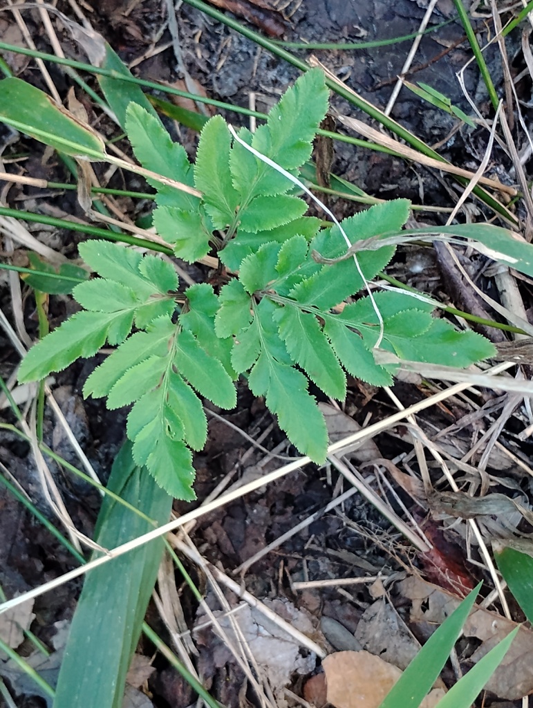 grapeferns from Wheeler Ridge, Bryan, TX 77802, USA on August 31, 2024 ...