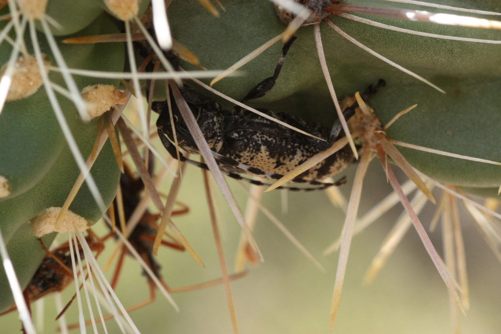 Coenopoeus palmeri from Las Cruces, NM 88011, USA on July 30, 2019 at ...