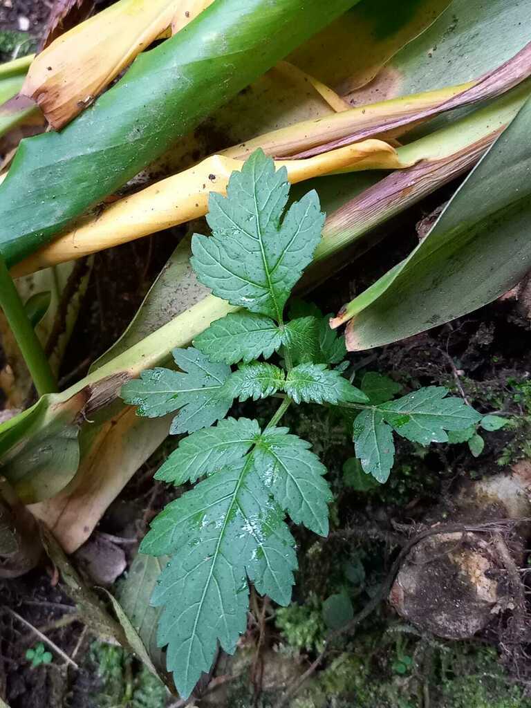 Nasa triphylla from Ibagué, Tolima, Colombia on January 26, 2025 at 08: ...