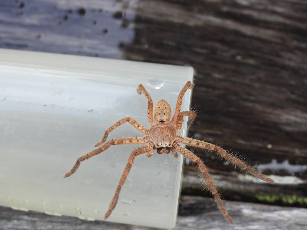 Grey Huntsman from Coomba Park NSW 2428, Australia on January 29, 2025 ...