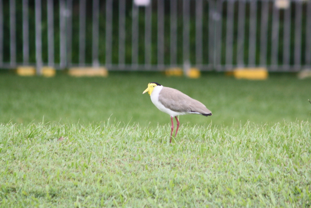 Northern Masked Lapwing from Cairns - City, AU-QL, AU on January 26 ...