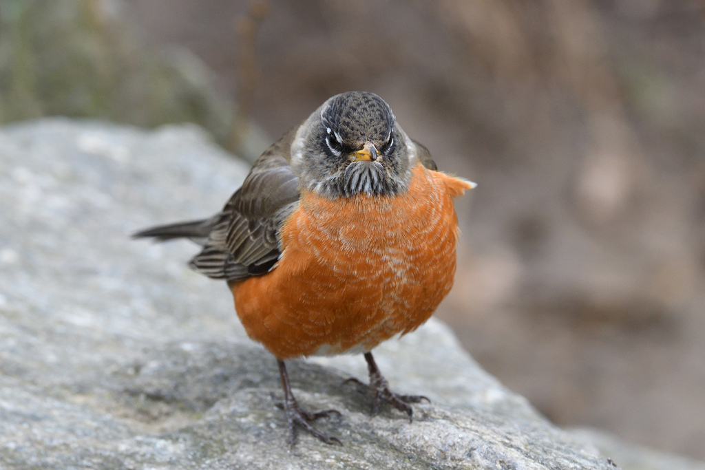American Robin from Central Park - North End, New York, NY, USA on ...