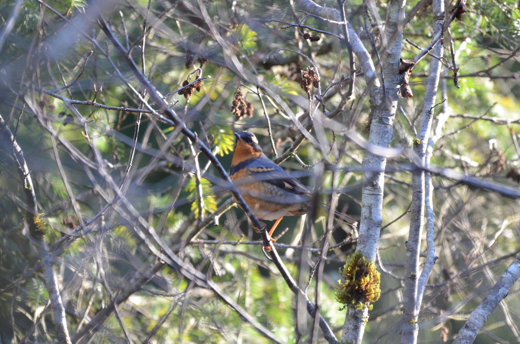 Varied Thrush from Joint Base Lewis-McChord, WA, USA on January 28 ...