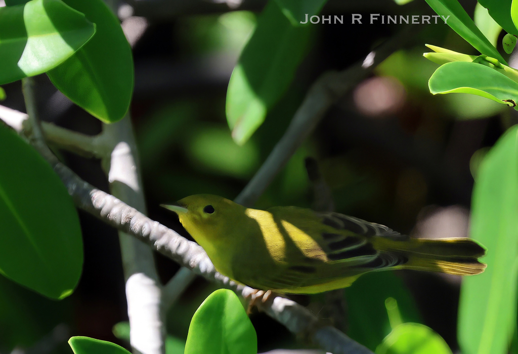 Yellow Warbler from Calabash Caye, Belize on November 6, 2024 at 04:13 ...