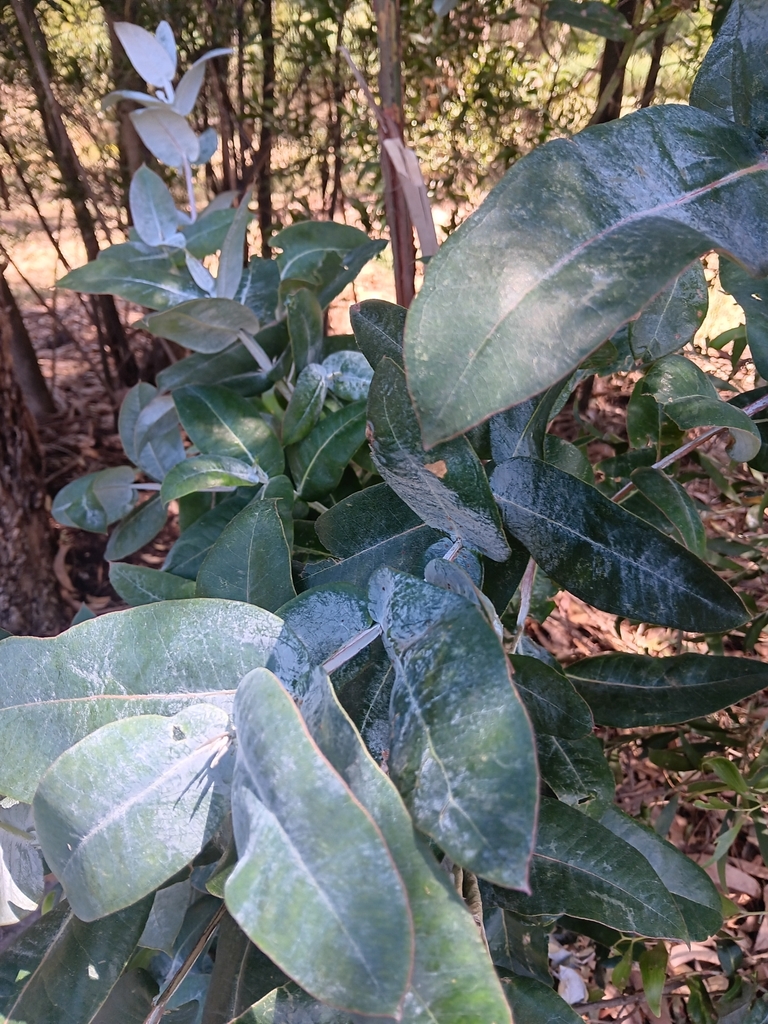 Tasmanian blue gum from Warragul VIC 3820, Australia on January 29 ...