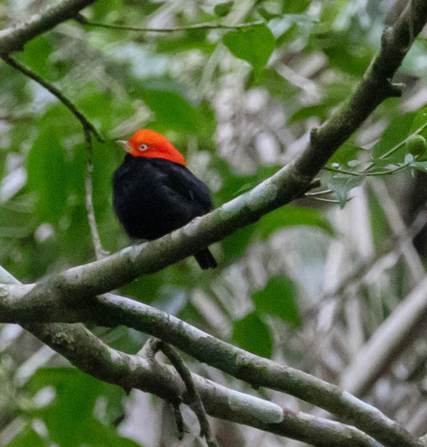 Red-capped Manakin from Orange Walk District, Belize on January 20 ...