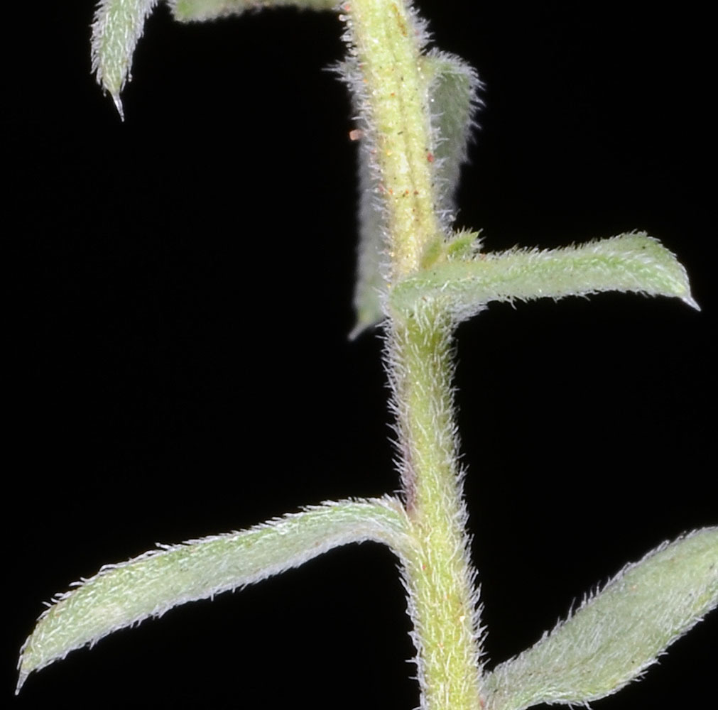 western meadow aster (Symphyotrichum campestre) - Botanical Realm