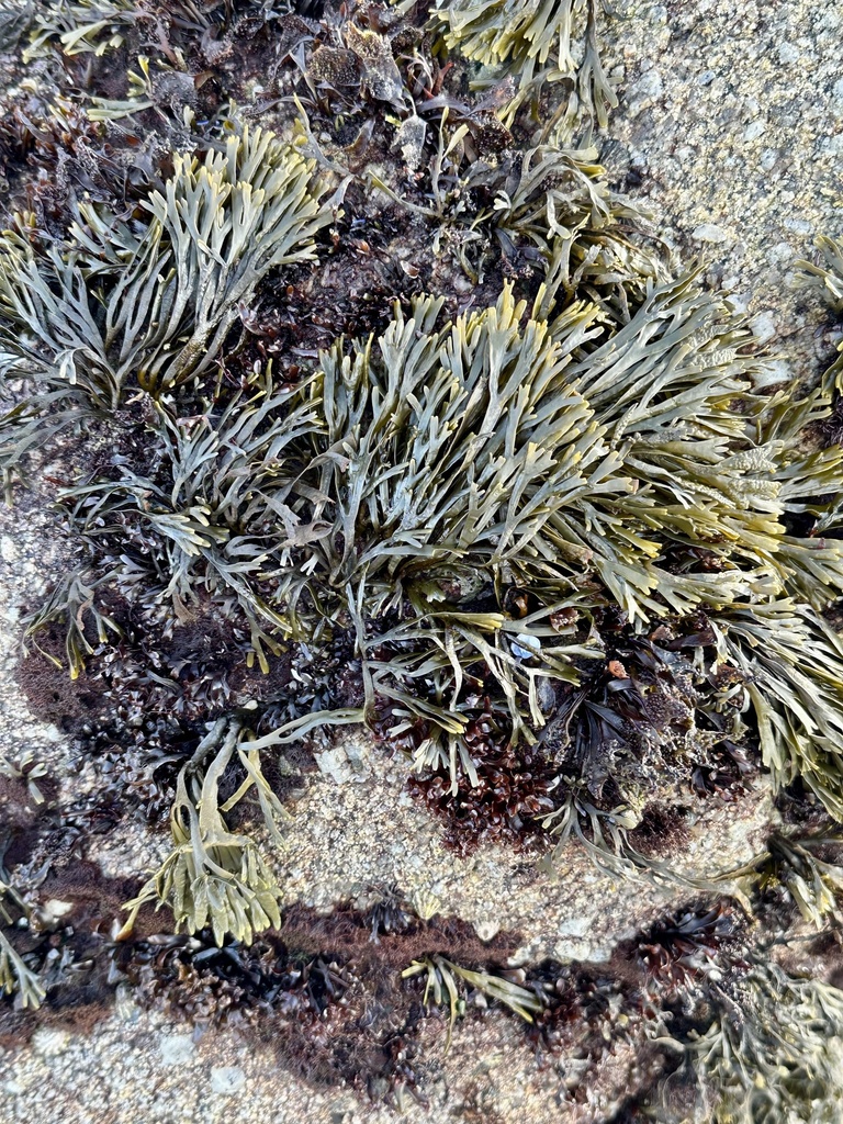Little Rockweed from Pacific Grove Recreational Trail, Pacific Grove ...