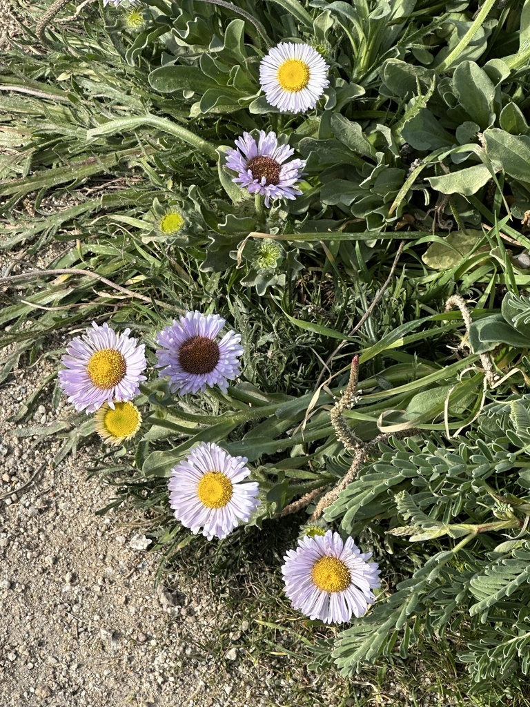 seaside daisy from Pacific Grove Recreational Trail, Pacific Grove, CA ...