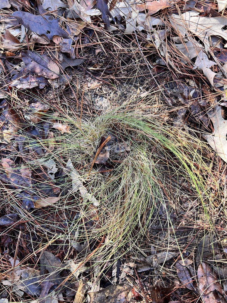 Wire grass from Tifton, GA, US on January 28, 2025 at 02:30 PM by ...
