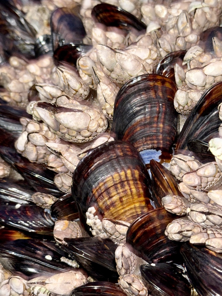 California Mussel from North Pacific Ocean, OR, US on January 28, 2025 ...