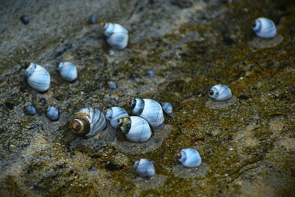 Little Blue Periwinkle from Newcastle NSW, Australia on January 29 ...
