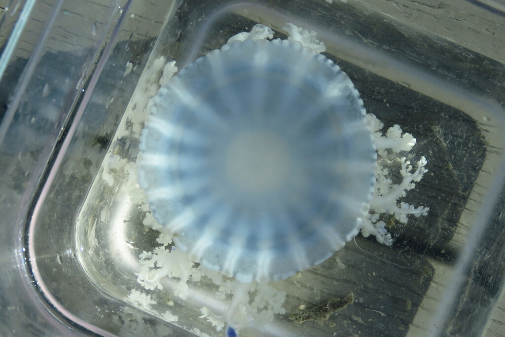 Upsidedown Jellies in December 2024 by Squidpastry · iNaturalist