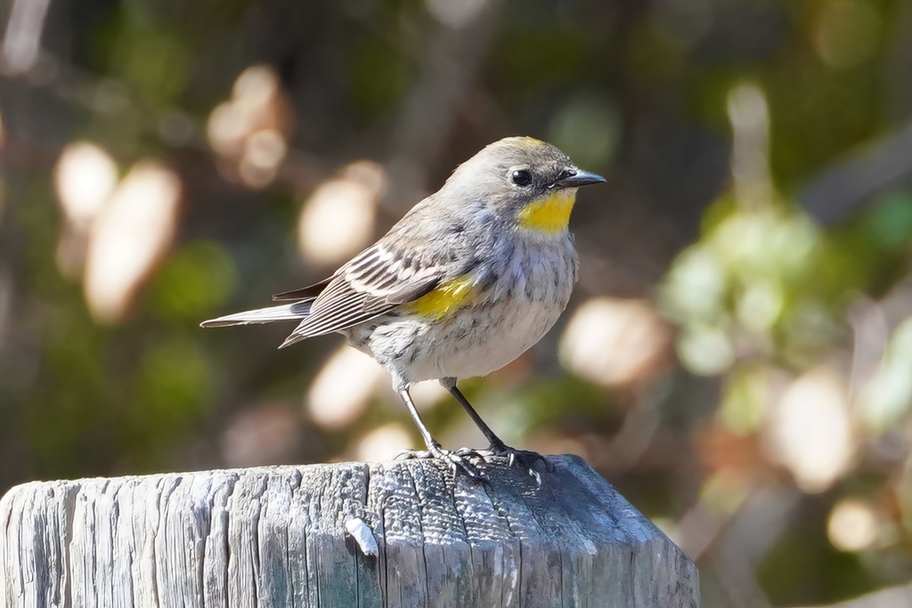 Yellow-rumped Warbler from San Carlos, San Diego, CA, USA on January 28 ...