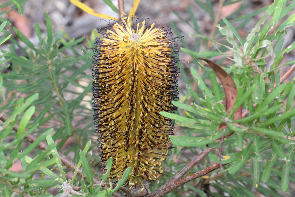 New England Banksia from Tank Traps 2, Tenterfield NSW 2372, Australia ...