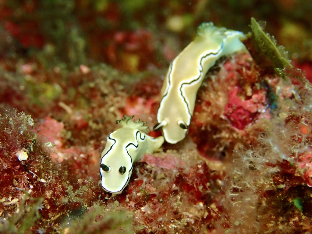 Black-margined Nudibranch from Tasman Sea, Sandy Beach, NSW, AU on ...