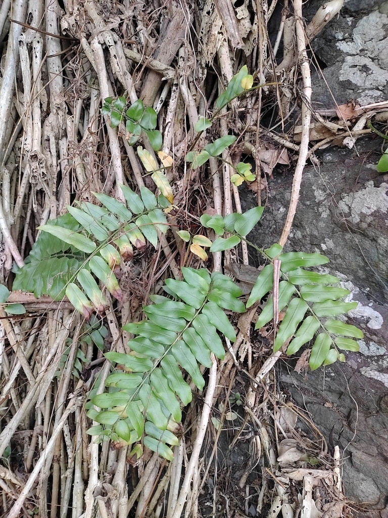 Broad Sword Fern from 261台灣宜蘭縣頭城鎮頭城 on January 29, 2025 at 12:10 PM by ...
