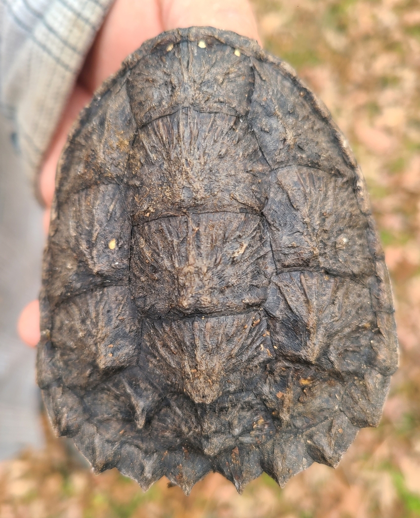 Common Snapping Turtle from Wheatley Place, Dallas, TX 75215, USA on ...
