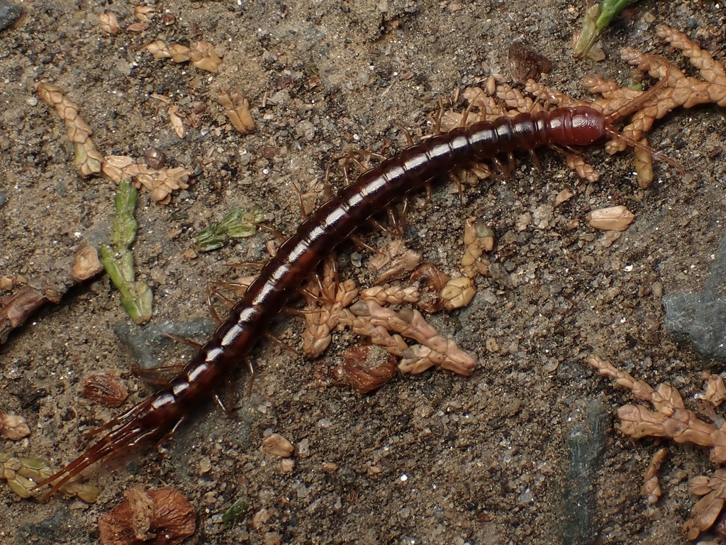 Red Centipedes in January 2025 by saku_ · iNaturalist