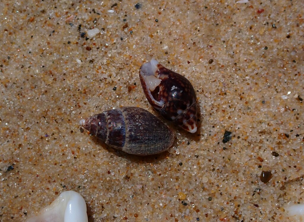 Tortoise Dove Shell from Minnie Water NSW 2462, Australia on January 28 ...