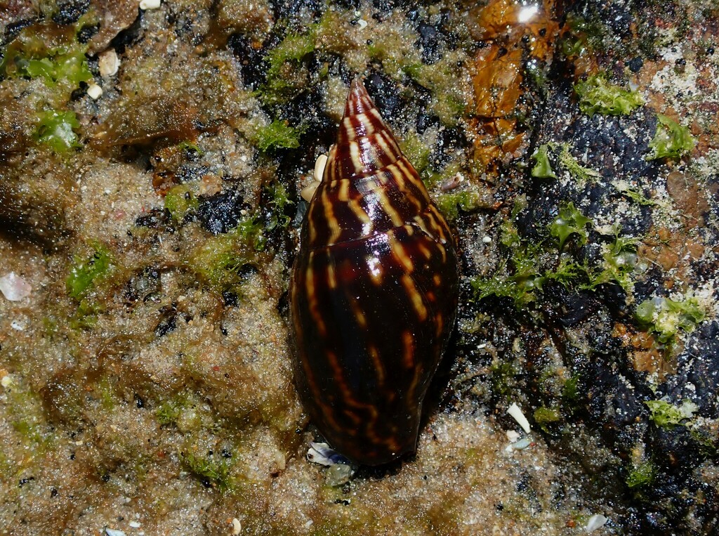 Strigatella scutulata from Minnie Water NSW 2462, Australia on January 28, 2025 at 01:30 PM by ...