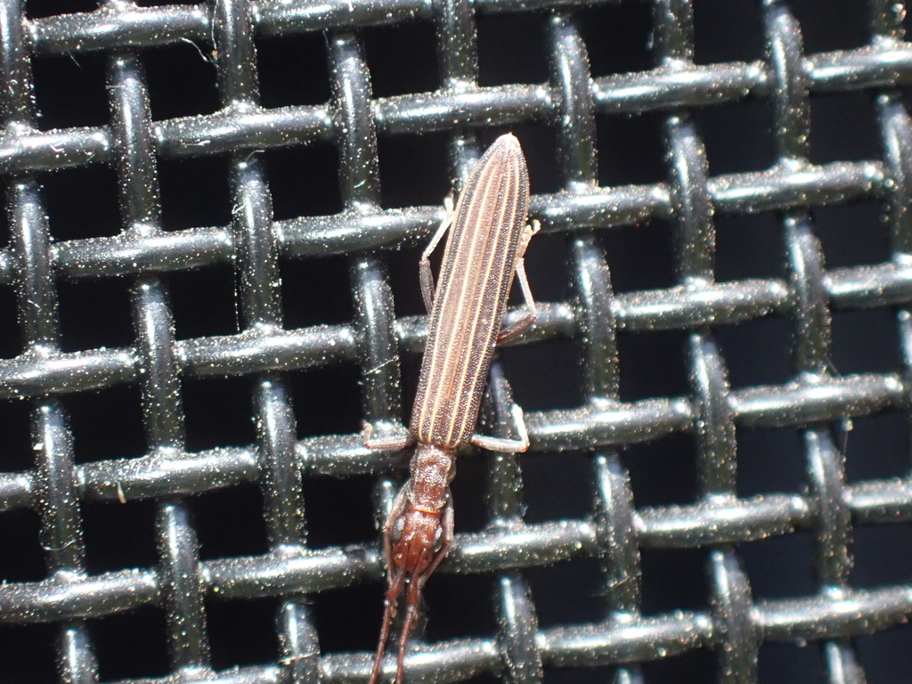 Syllitus from 20 Ricardo Dr, Marlo VIC 3888, Australia on January 26 ...