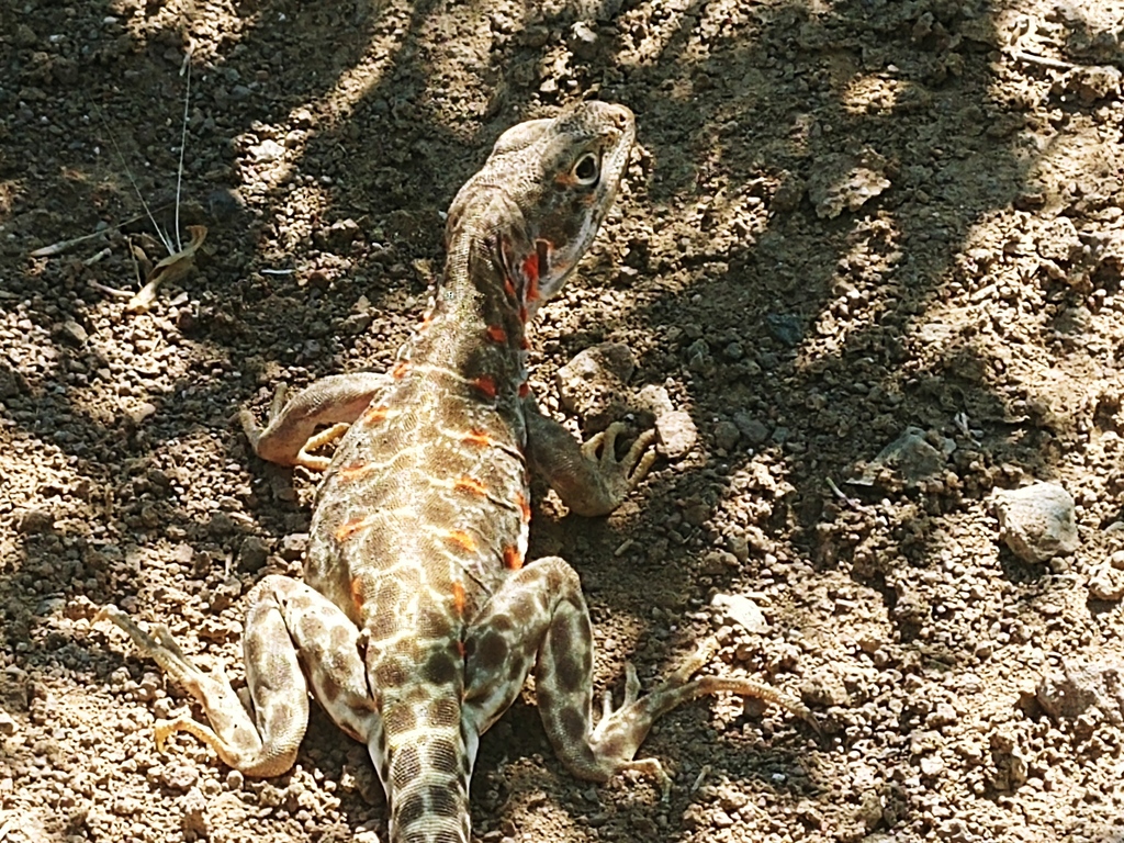Long-nosed Leopard Lizard in July 2020 by Caitlin Lawrence · iNaturalist
