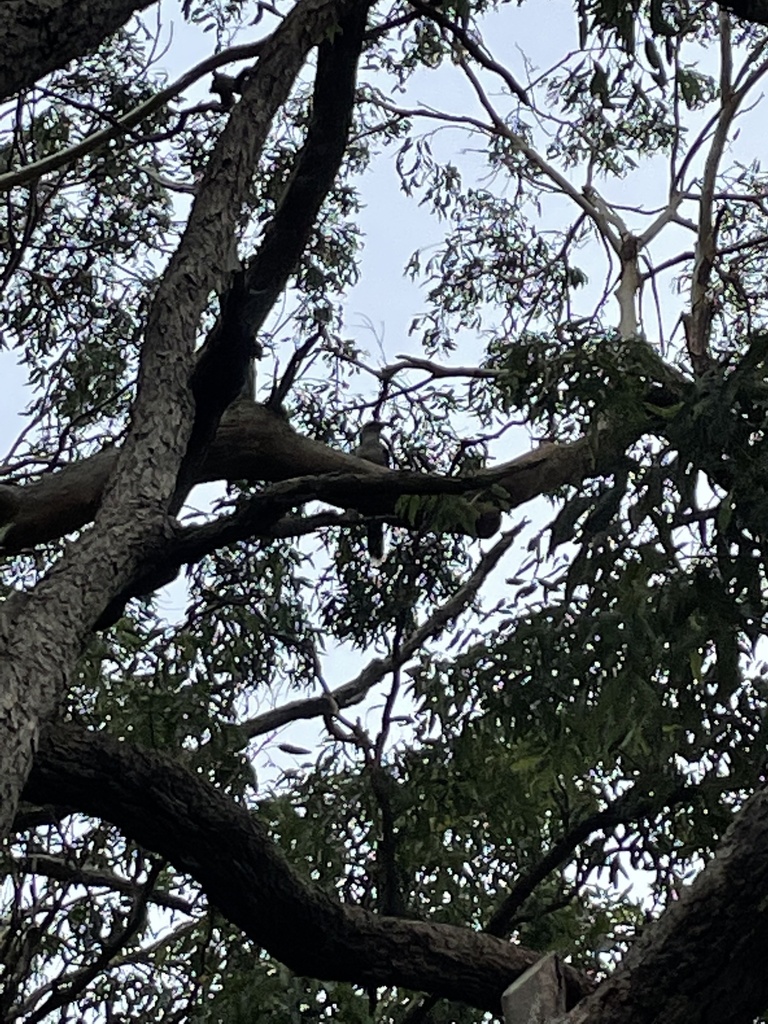 Channel-billed Cuckoo from Hillsborough, NSW, AU on January 29, 2025 at ...