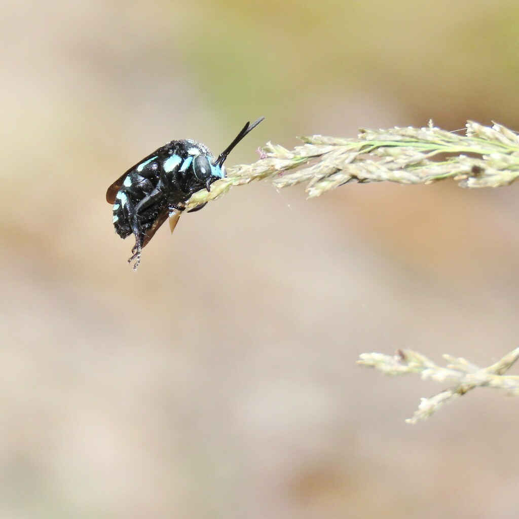 Thyreus nitidulus nitidulus from Bega Valley, AU-NS, AU on January 29 ...