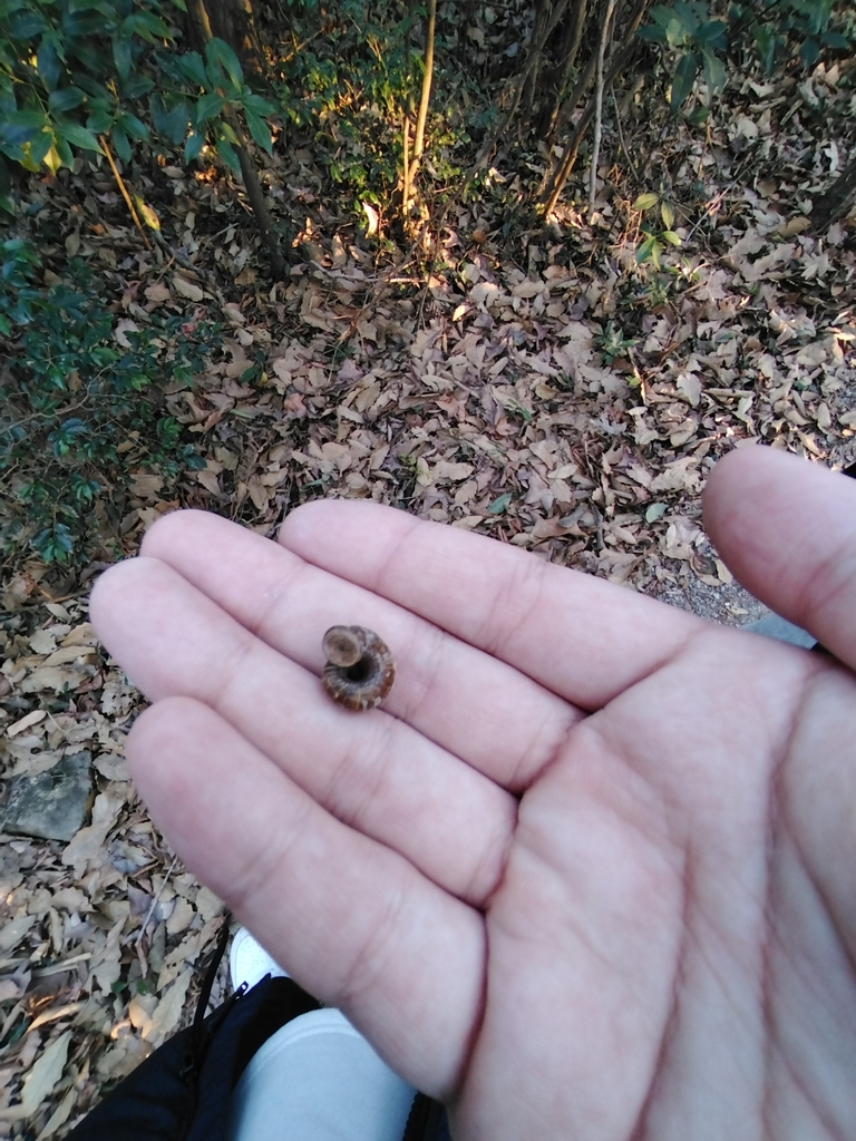 Cyclotus from Zhoushan, CN-ZJ, CN on January 29, 2025 at 04:54 PM by ...