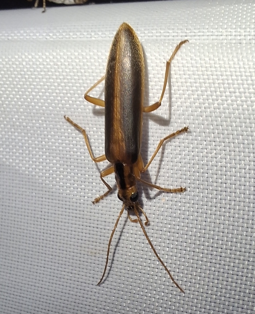 Striped lax beetle from Russell 0202, New Zealand on January 29, 2025 ...