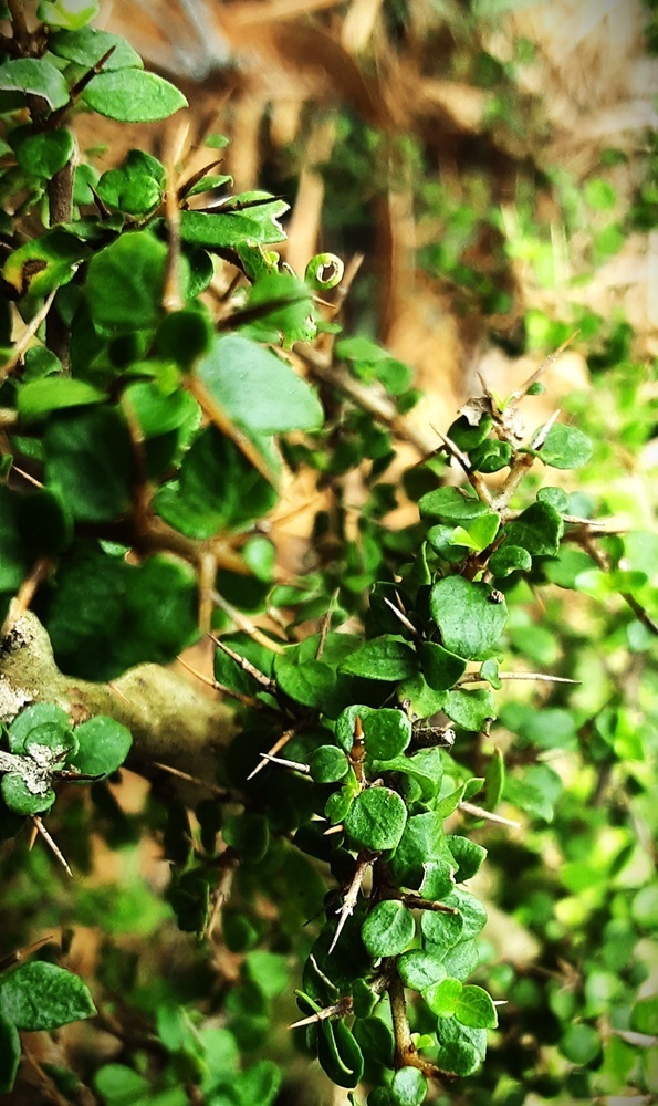 Prickly Currant-Bush from Mount Wilson, Blue Mountains, NSW, Australia ...
